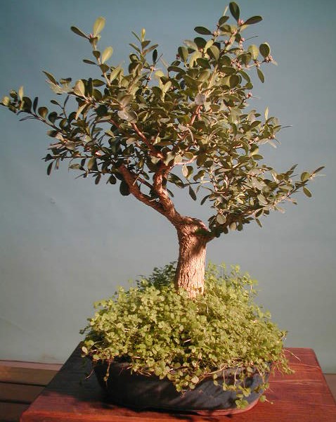Bonsai di Bosso - Bonsai Olivo vendita online di bonsai e prebonsai